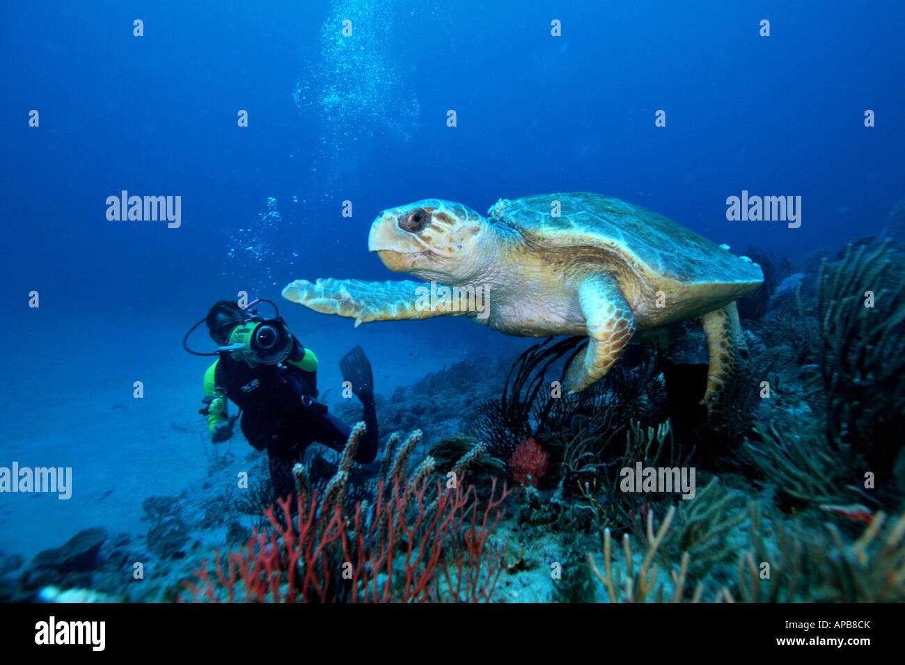 Loggerhead turtle Caretta caretta Stock Photo - Alamy