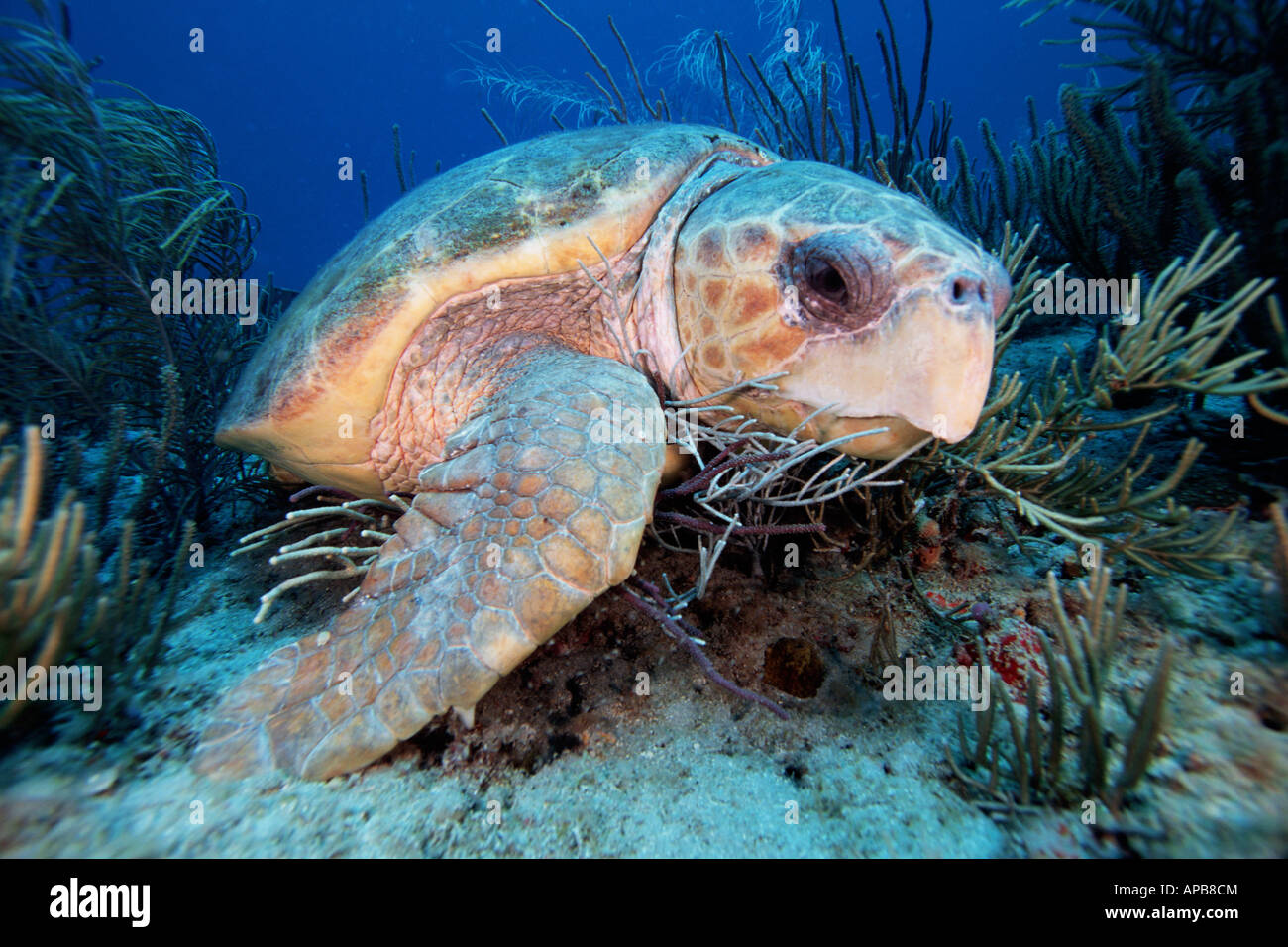 Loggerhead turtle Caretta caretta Stock Photo - Alamy