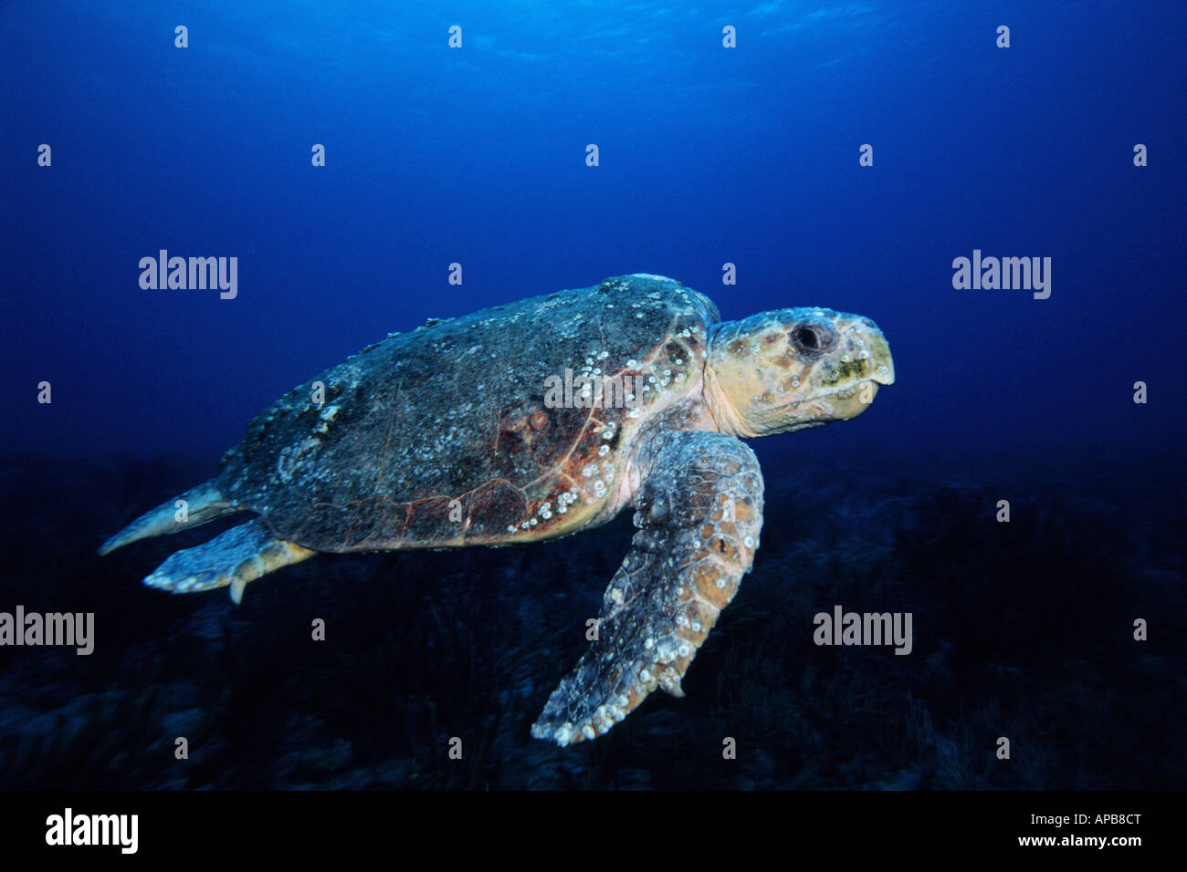 Loggerhead Turtle Habitat