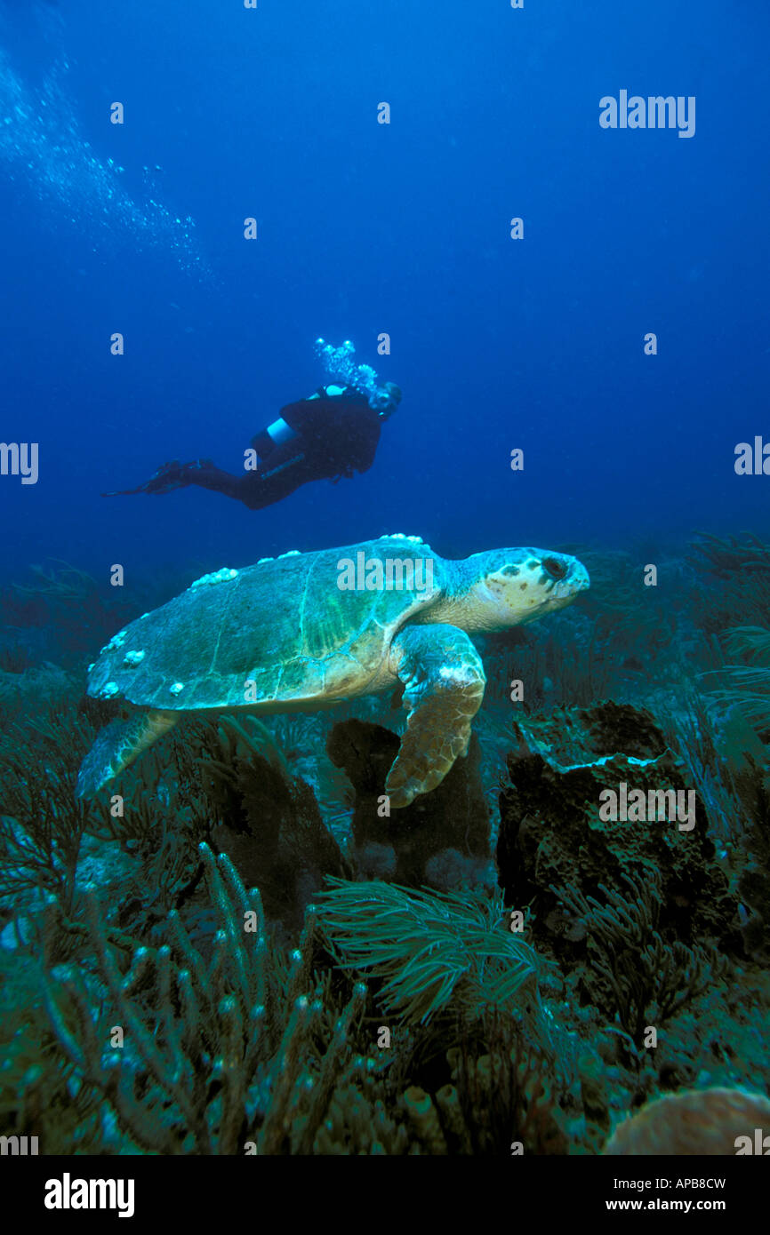 Loggerhead turtle Caretta caretta Stock Photo - Alamy