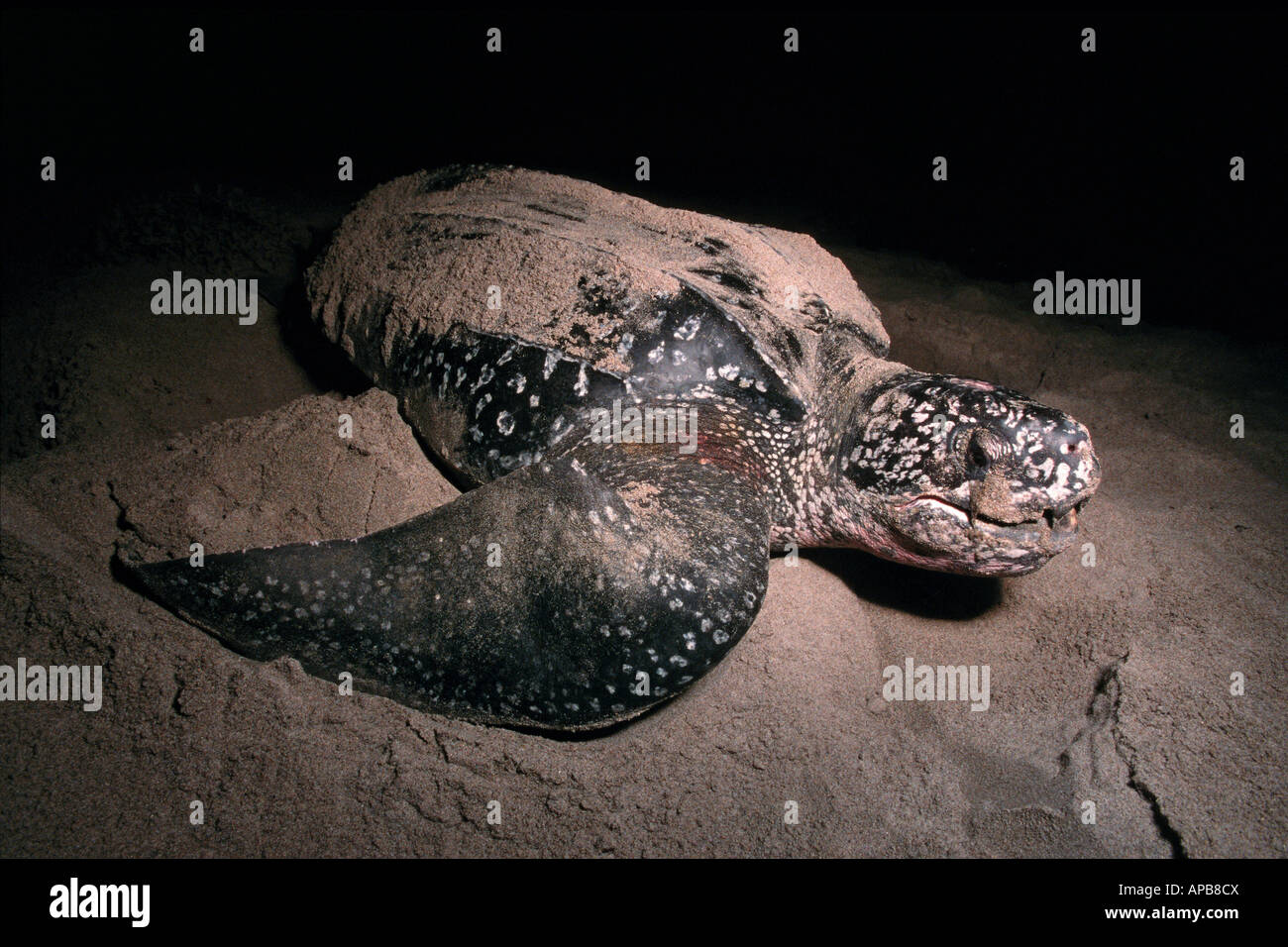 Leatherback Turtle Dermochelys coriacea Stock Photo - Alamy