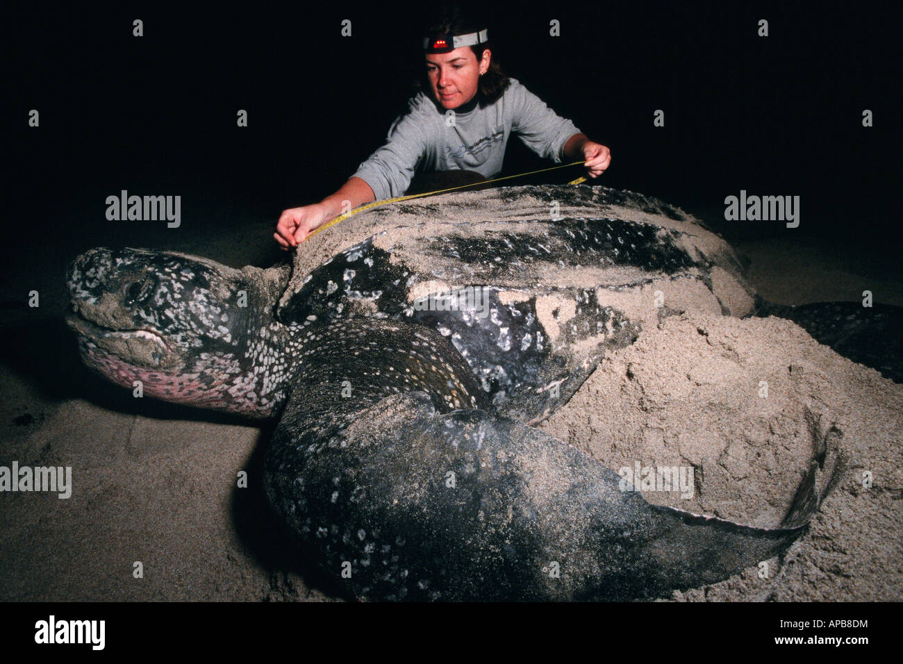 Measuring sea turtle hi-res stock photography and images - Alamy