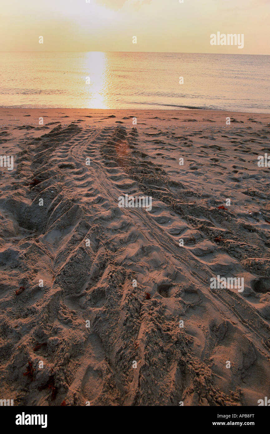 Loggerhead sea turtle nesting tracks Stock Photo - Alamy