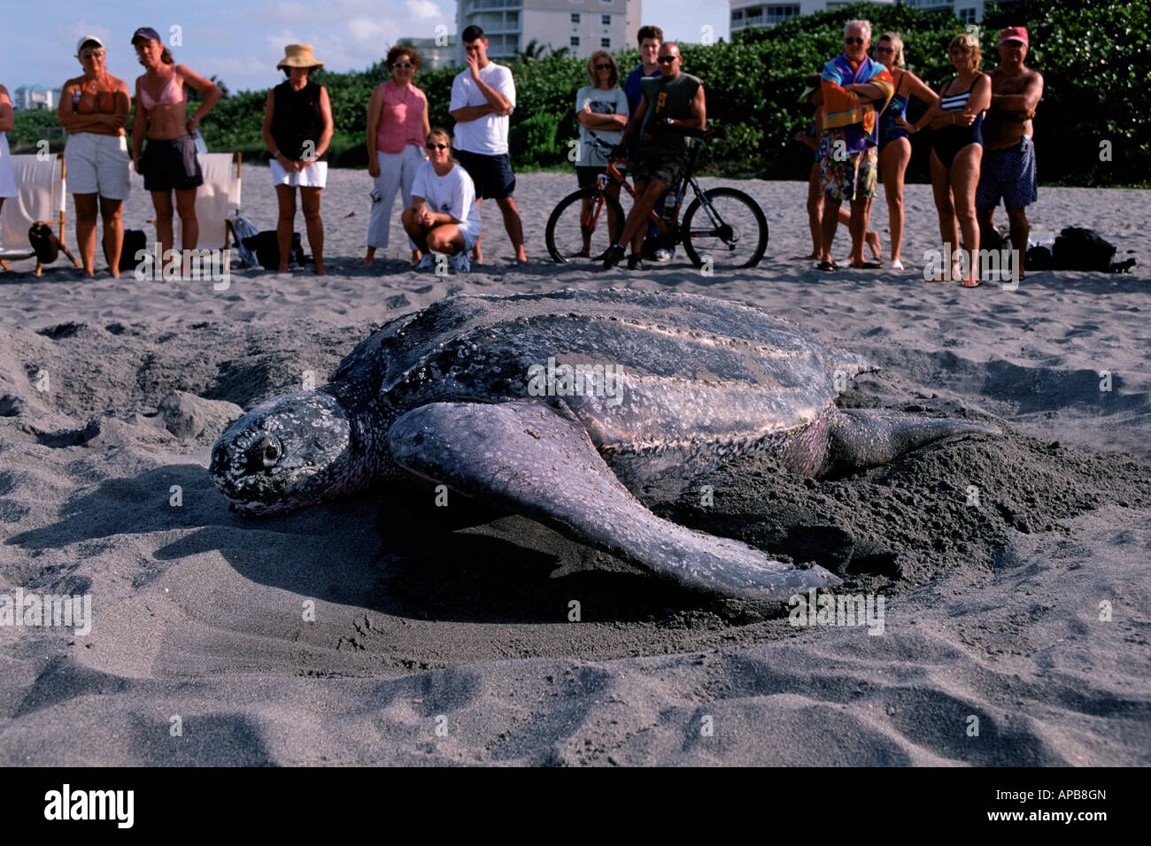 Leatherback Turtle Dermochelys coriacea Stock Photo - Alamy Leatherback Turtle Dermochelys coriacea Stock Photo - Alamy