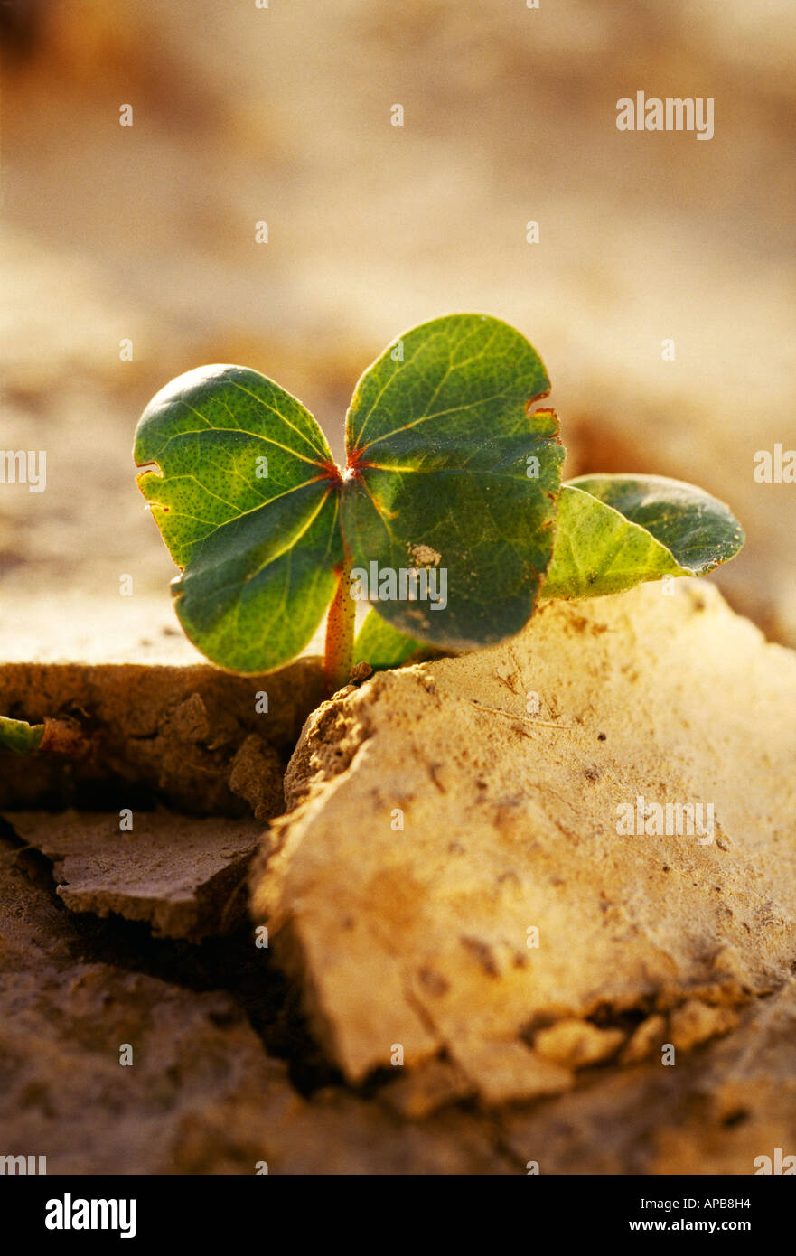 Two plants breaking through the soil hi-res stock photography and ...