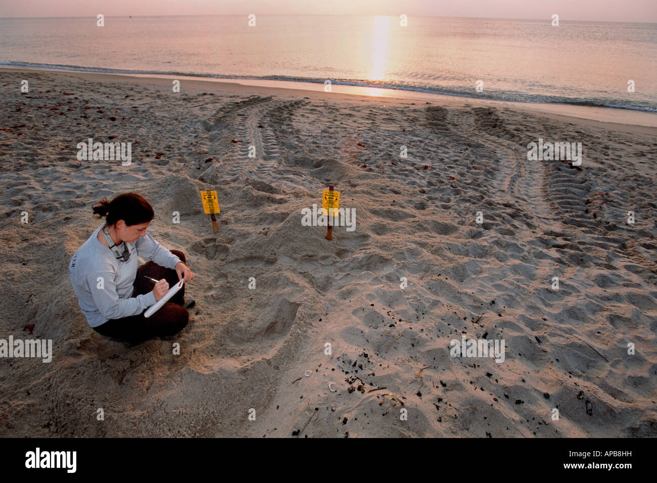 Leatherback Turtle Dermochelys coriacea tracks Stock Photo - Alamy