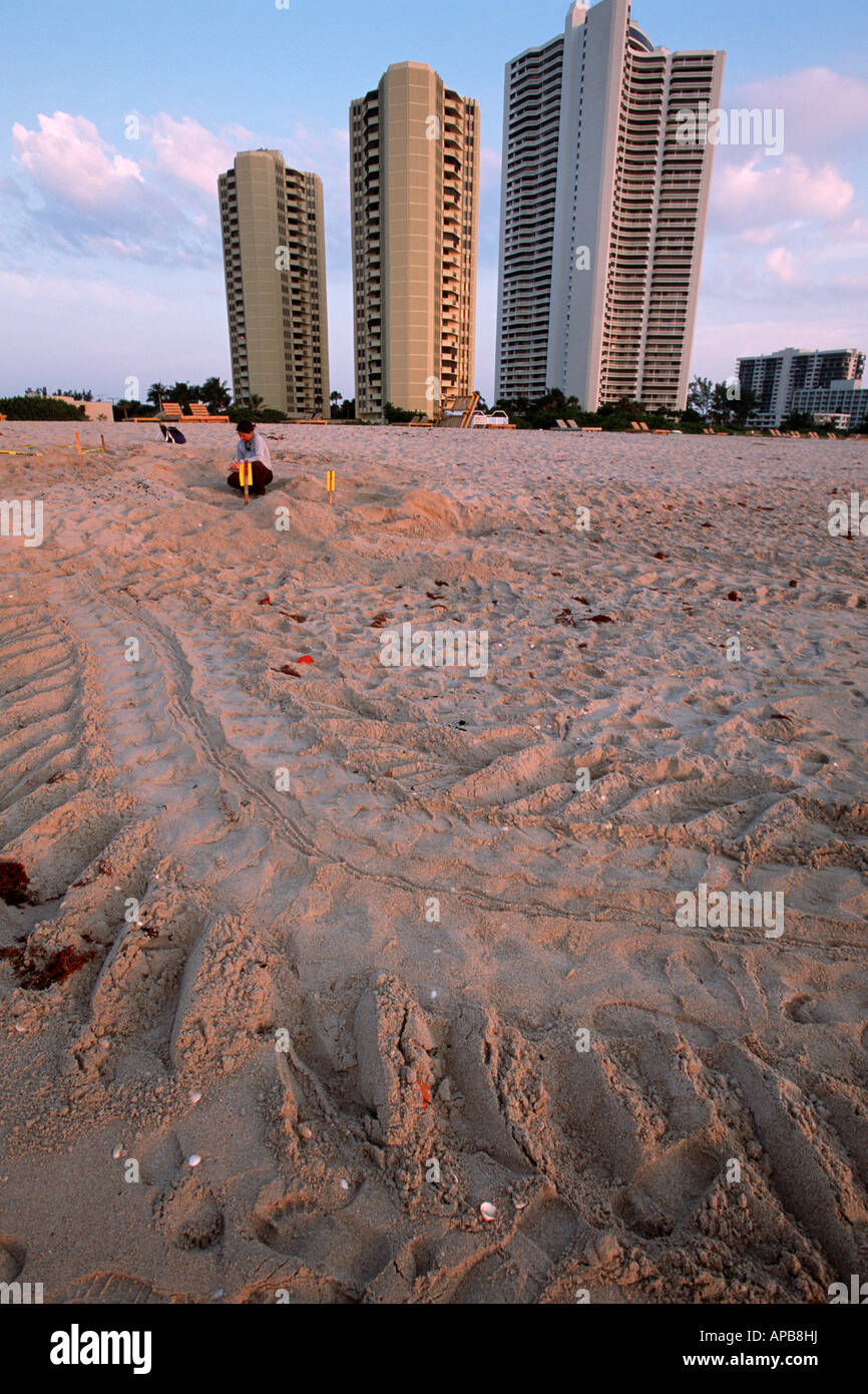 Leatherback Turtle Dermochelys coriacea tracks Stock Photo - Alamy
