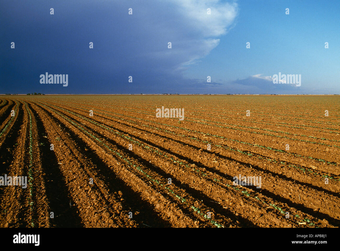 Agriculture - Emerging cotton seedlings in a conventional tillage field ...