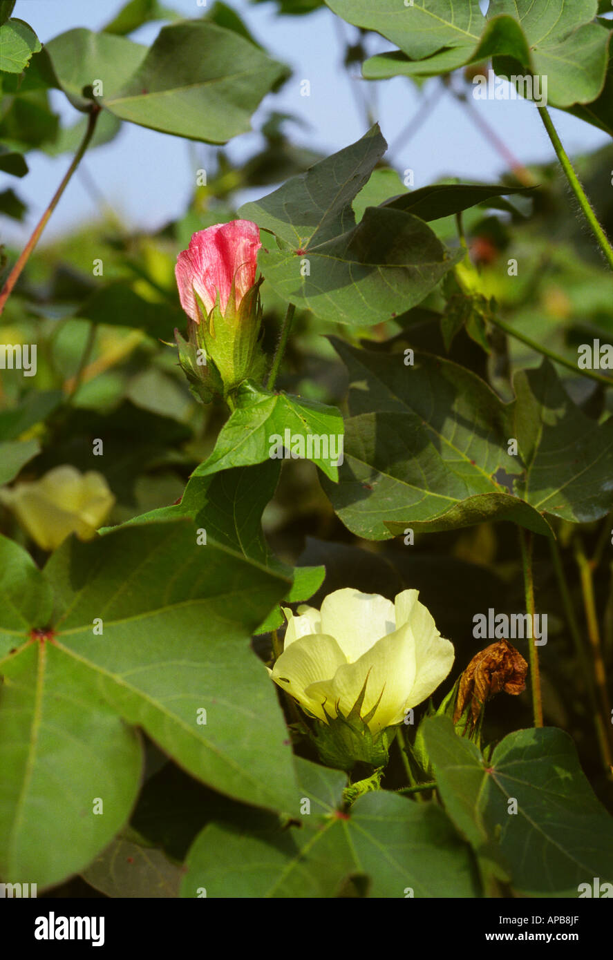 Agriculture - Pink and yellow blossoms on mid growth cotton plants ...