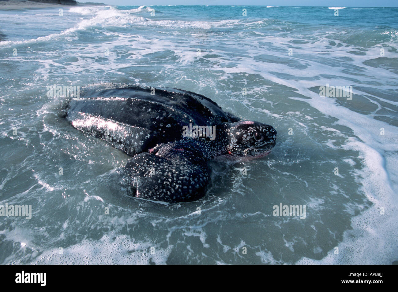 Leatherback Turtle Dermochelys coriacea Stock Photo - Alamy