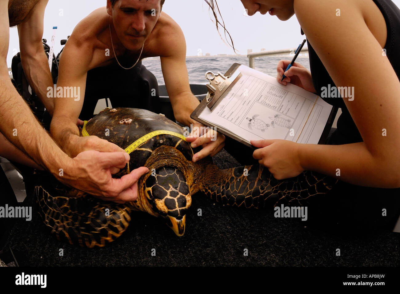 Measuring sea turtle hi-res stock photography and images - Alamy