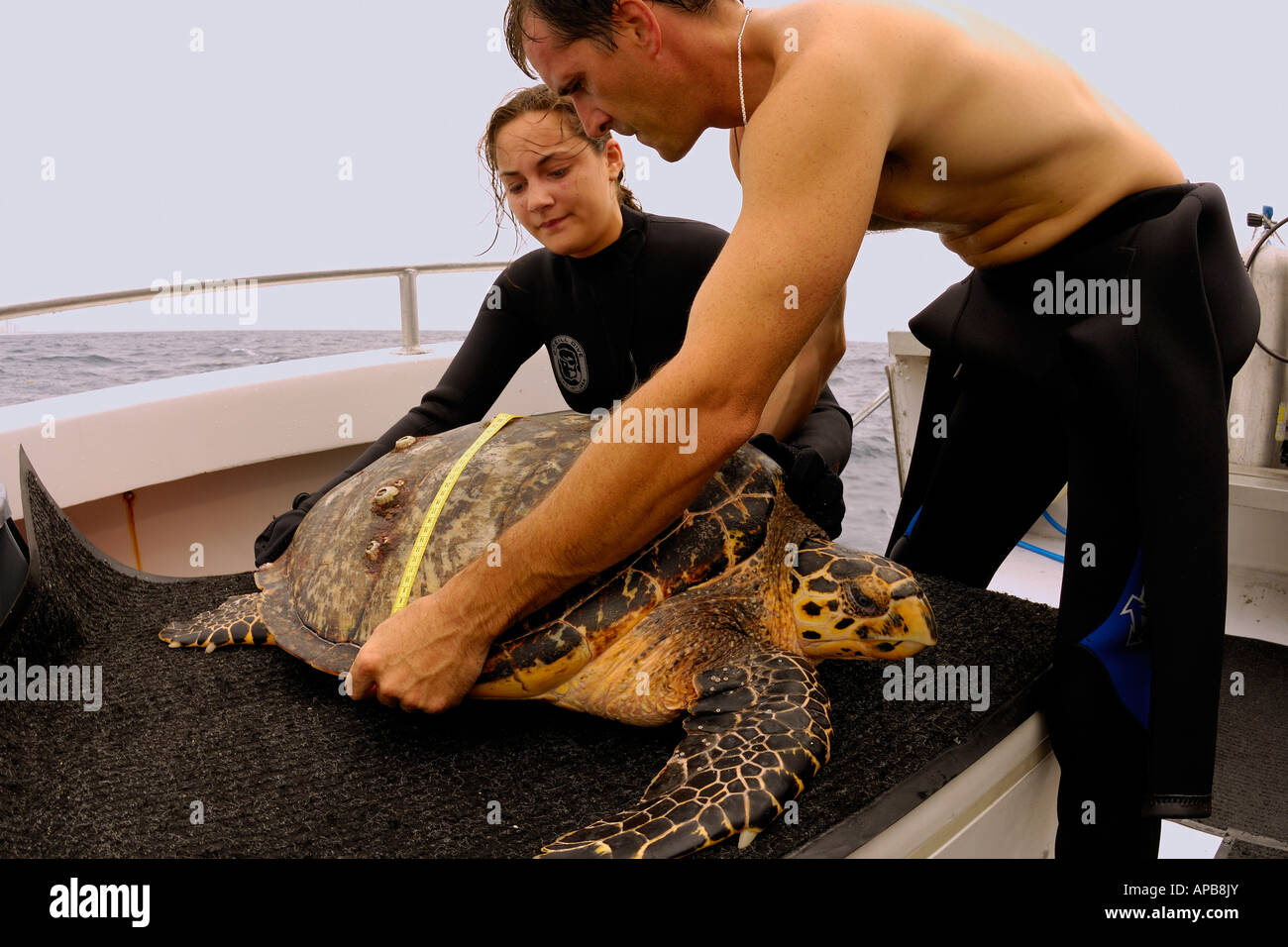 Measuring sea turtle hi-res stock photography and images - Alamy
