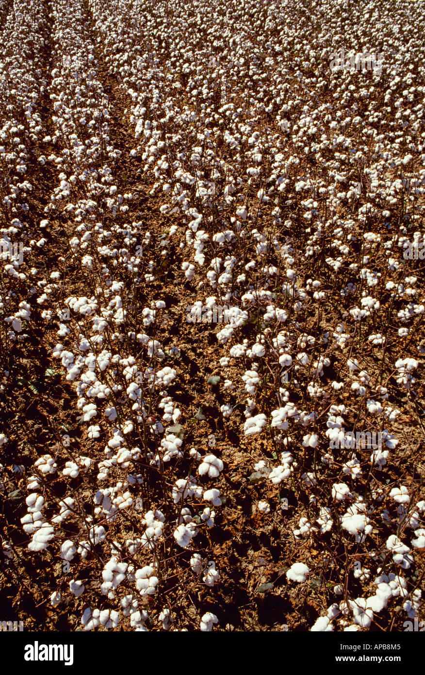 Agriculture - Field of defoliated cotton at harvest stage / Mississippi ...