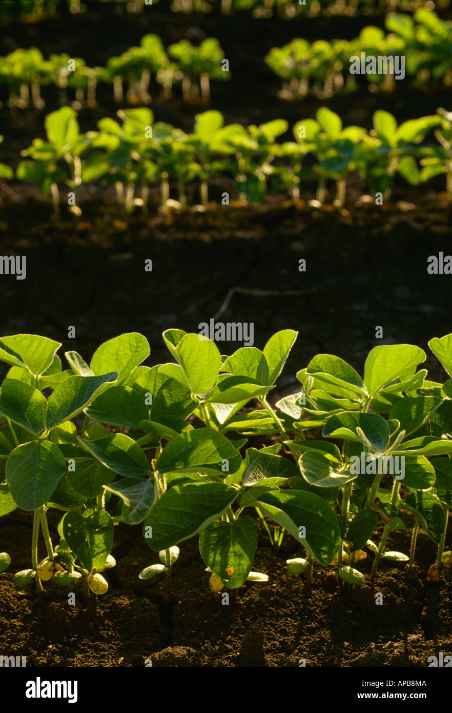 Conventional tillage hi-res stock photography and images - Alamy