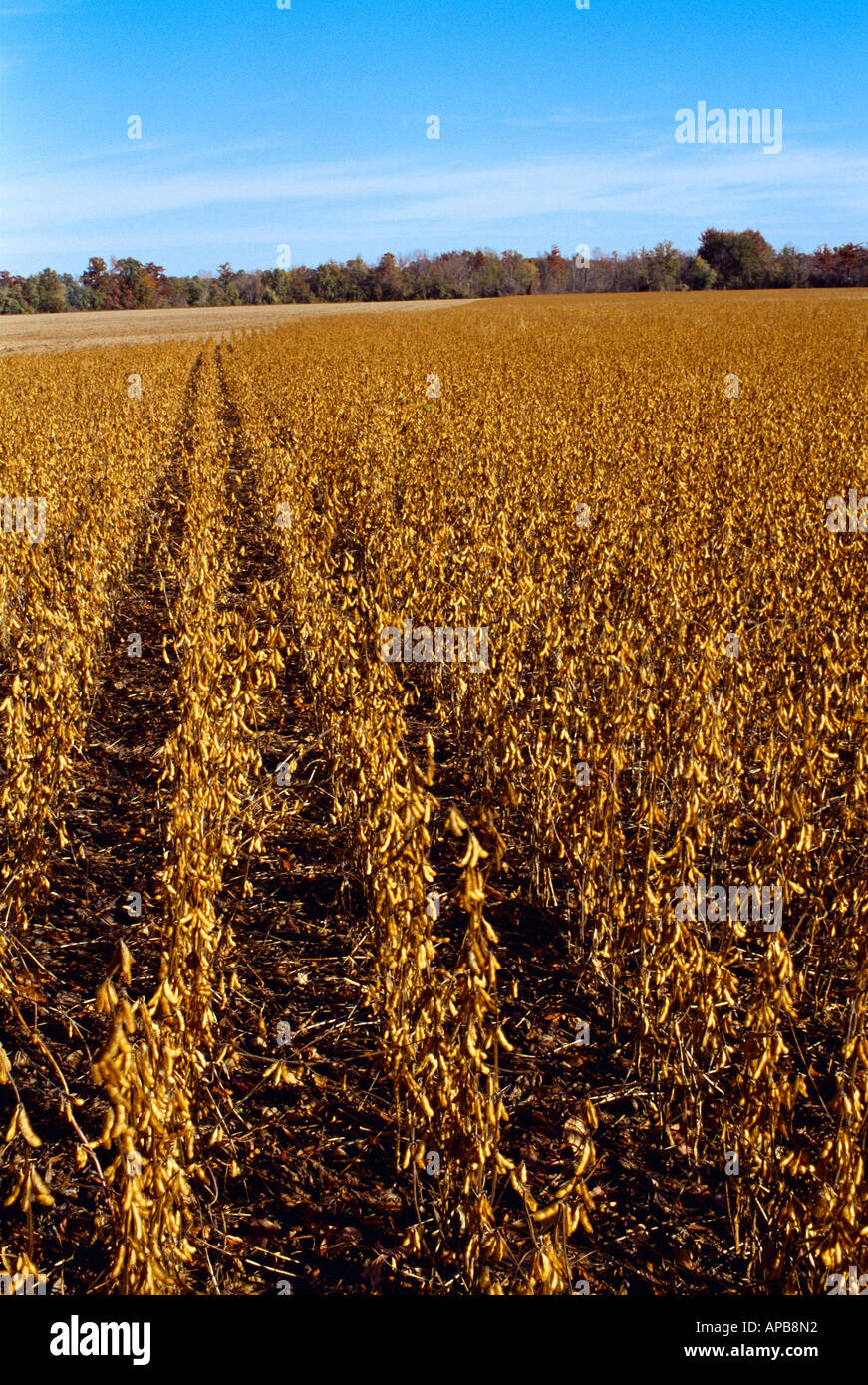 Ripe Soybean Field