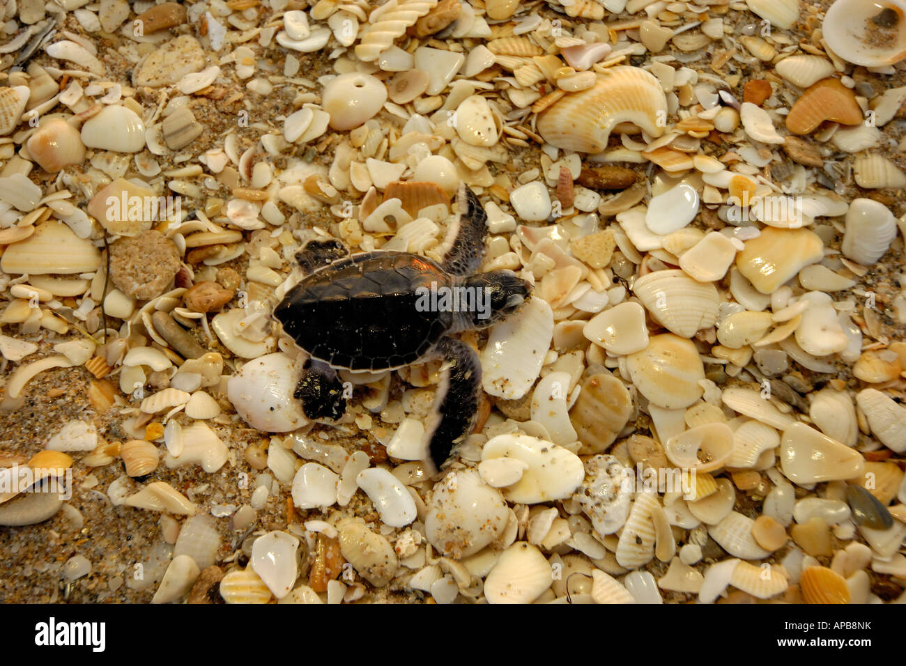 Ocean acidification, shells hi-res stock photography and images - Alamy