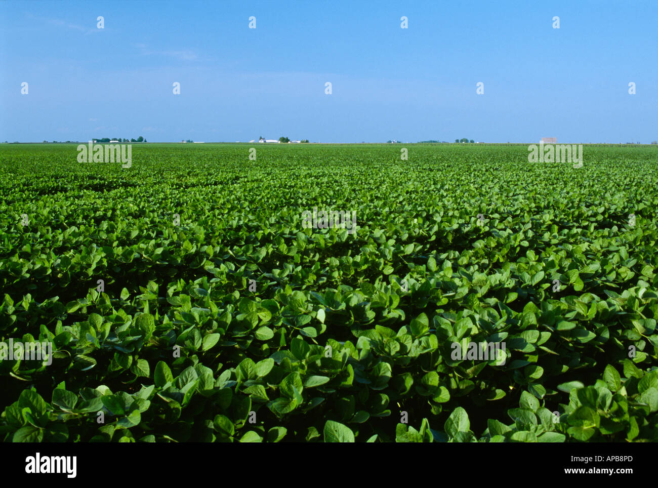 Agriculture - Large field of maturing late growth soybeans / Minnesota ...