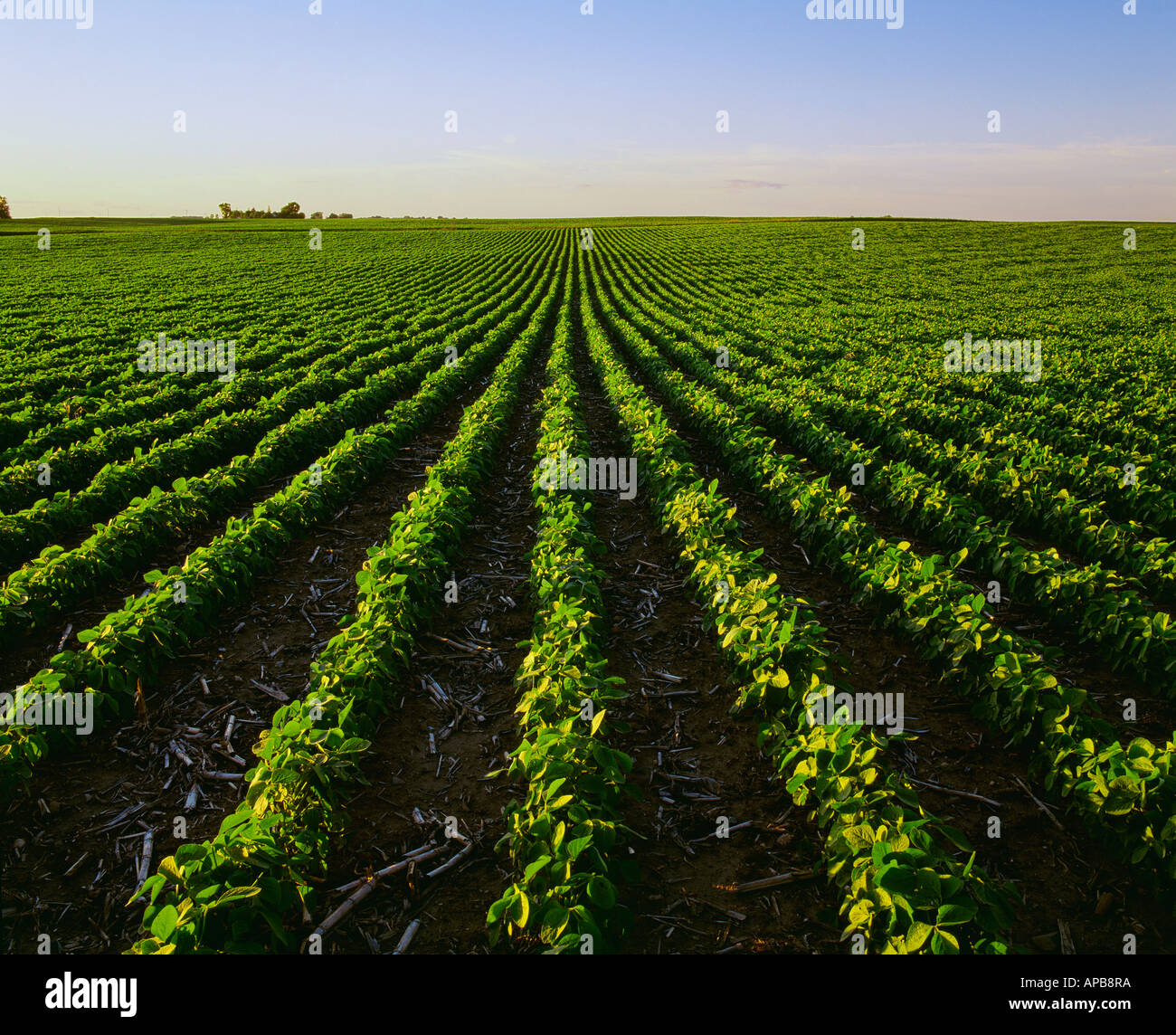 Crop growing between stubble hi-res stock photography and images - Alamy