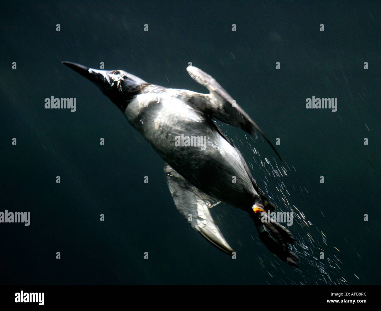 A common guillemot diving underwater Stock Photo - Alamy