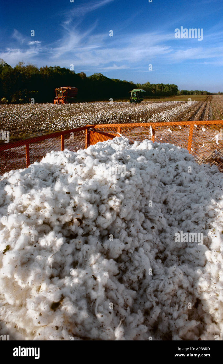 Agriculture - Harvested cotton in a boll buggy with pickers working the ...