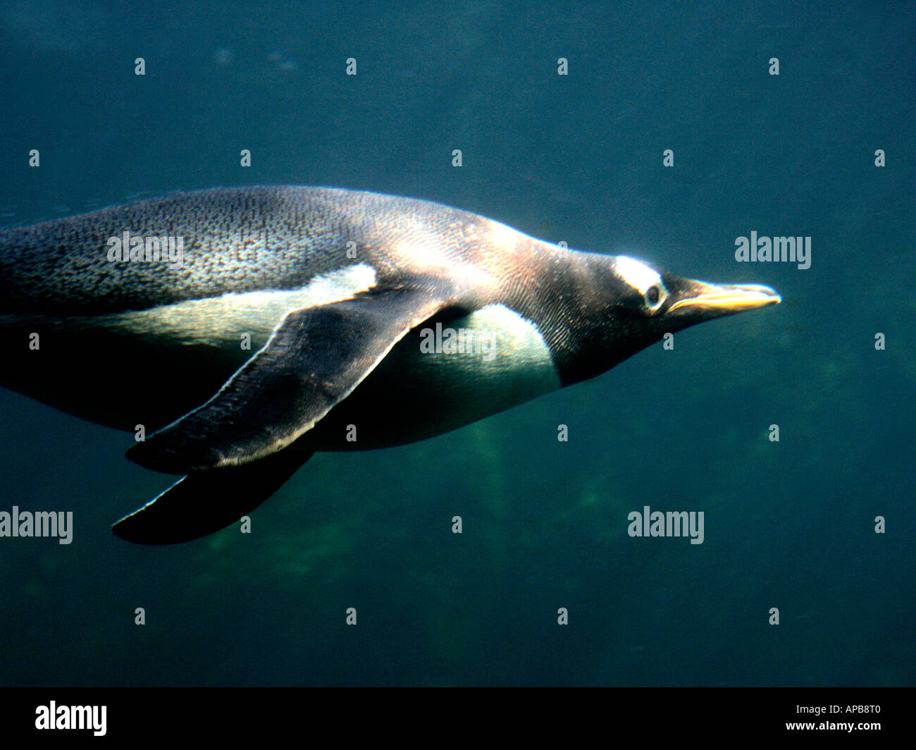 A penguin swimming underwater Stock Photo - Alamy