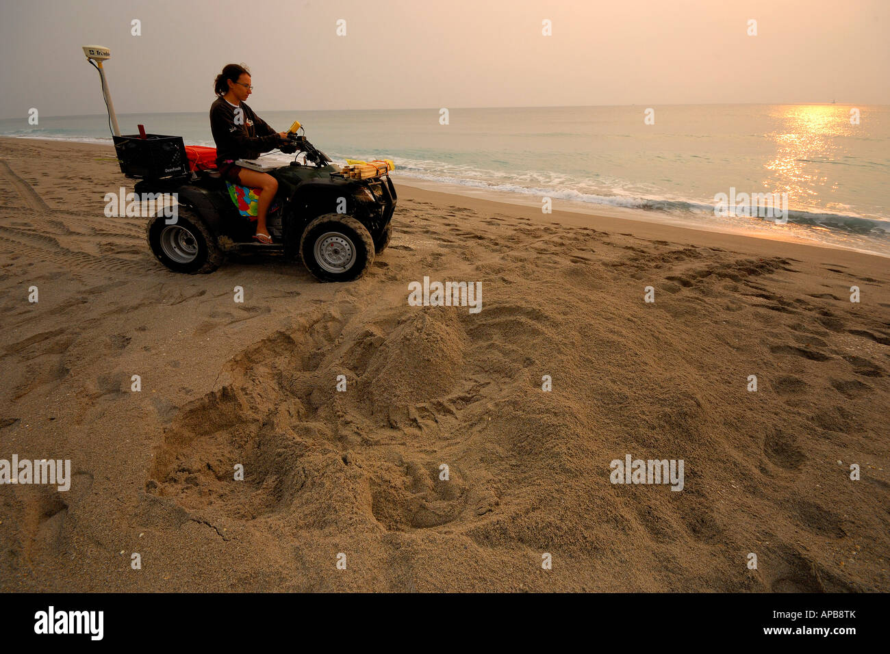 Sea turtle nest monitoring research with GPS Stock Photo - Alamy