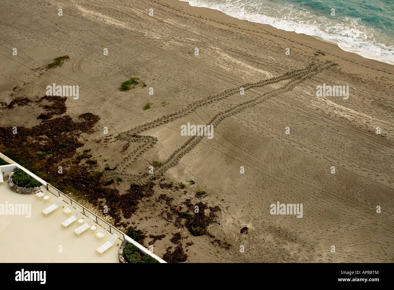 Loggerhead sea turtle nesting tracks inhibited by seawall Stock Photo ...