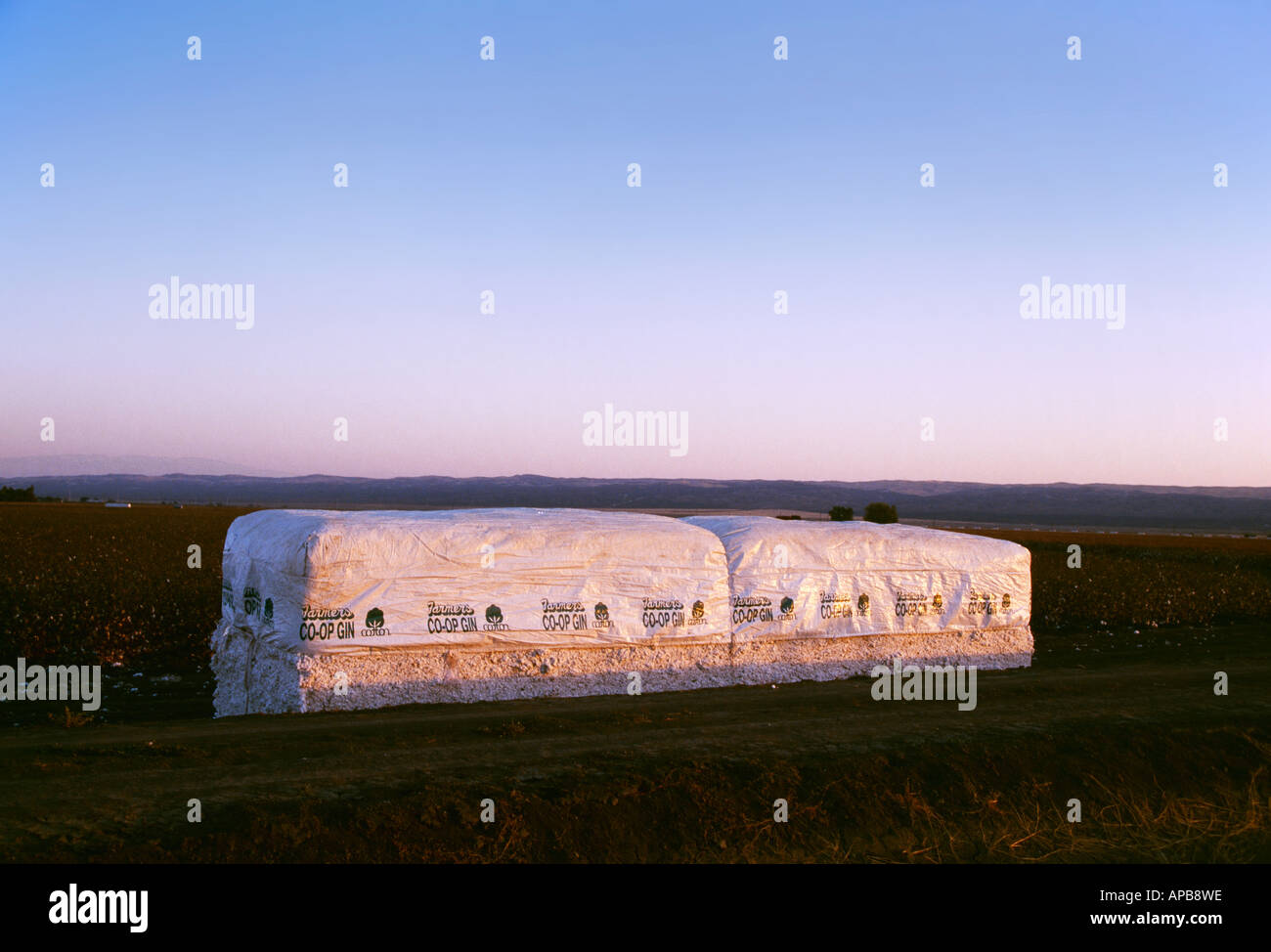 Cotton modules line the edge of a harvested field before being ...