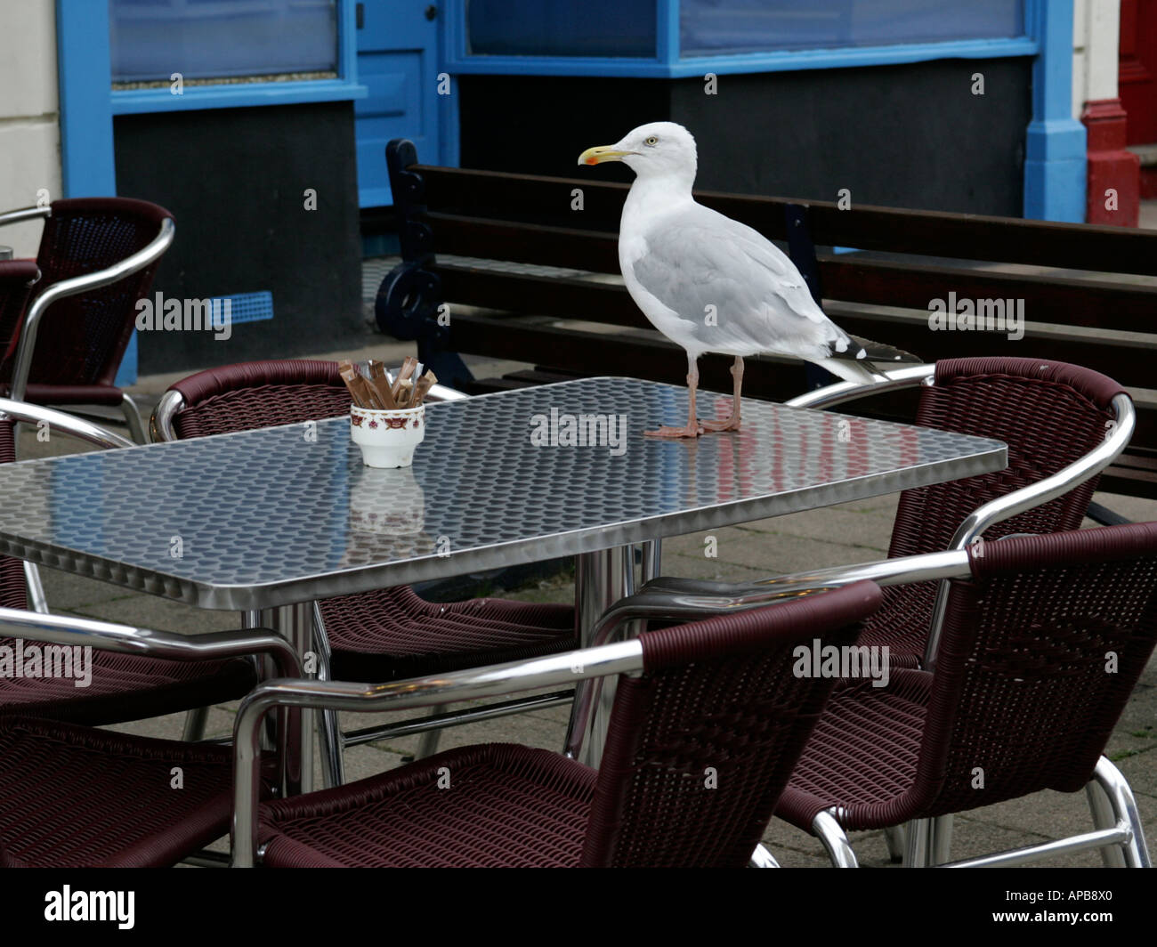 Naughty seagull hi-res stock photography and images - Alamy