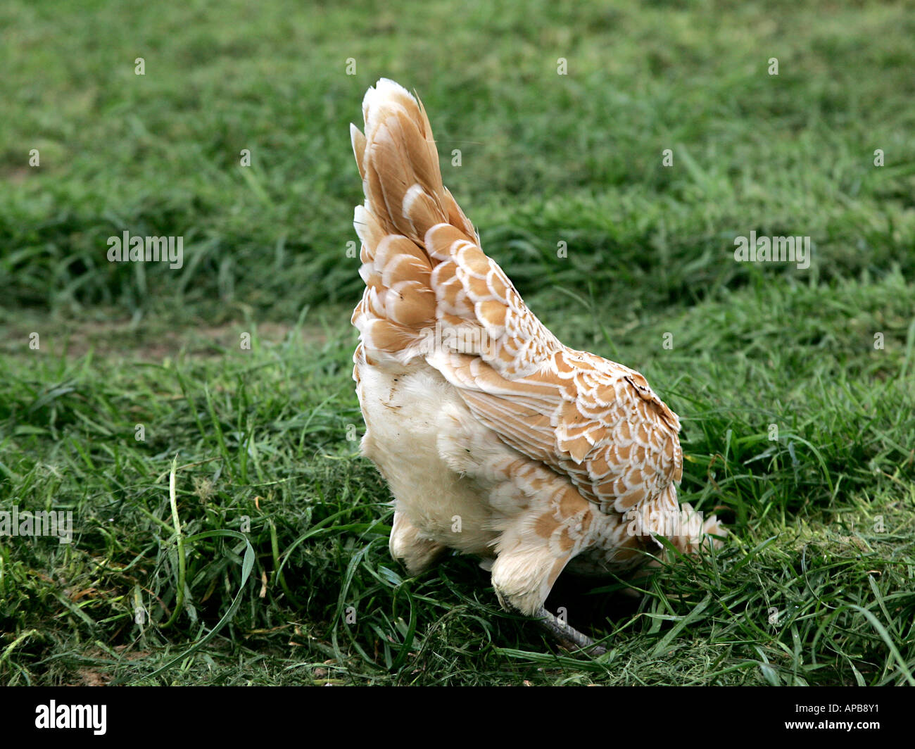 A chicken hiding his head in the grass, no hiding place from avian flu ...