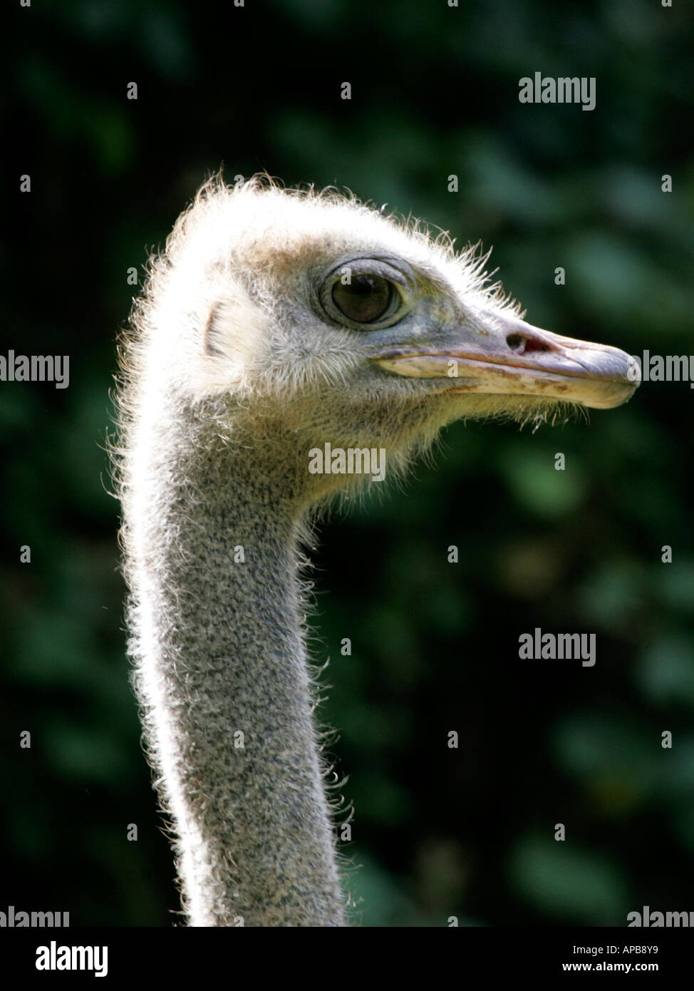 Headshot of an ostrich with a long neck Stock Photo - Alamy