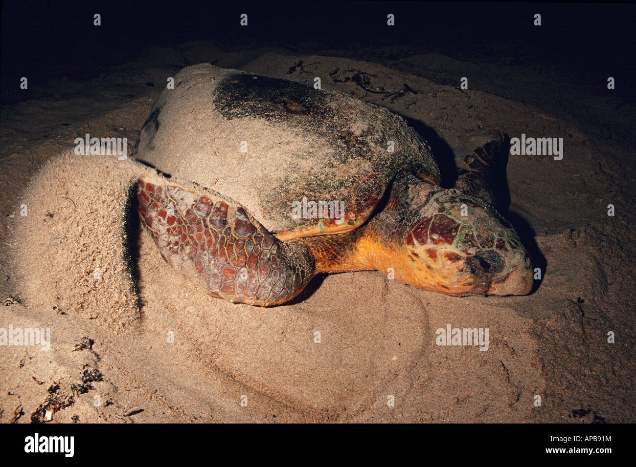 Loggerhead turtles Caretta caretta Stock Photo - Alamy