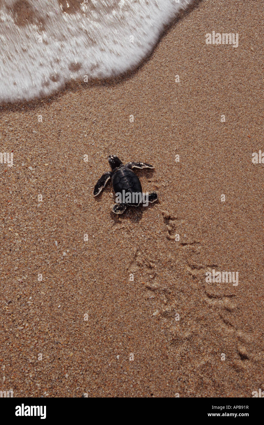 Baby turtle tracks in sand hi-res stock photography and images - Alamy