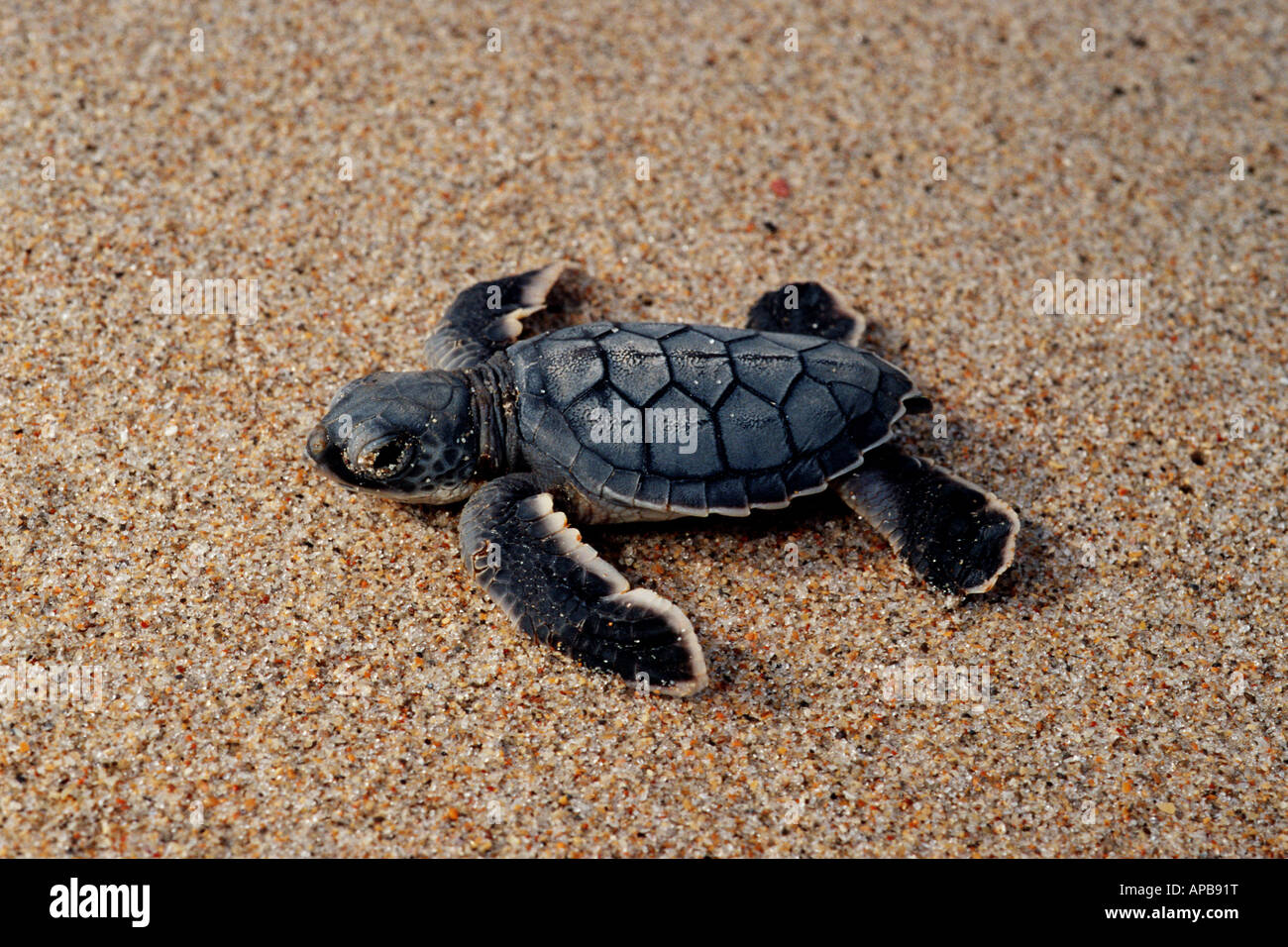 Protected habitat for green sand turtle hi-res stock photography and ...