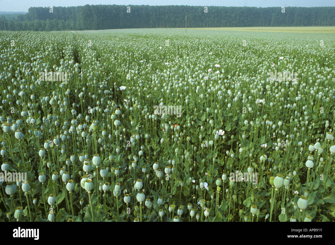 Seeding crop of opium poppies Papaver somniferum Northern France Stock ...