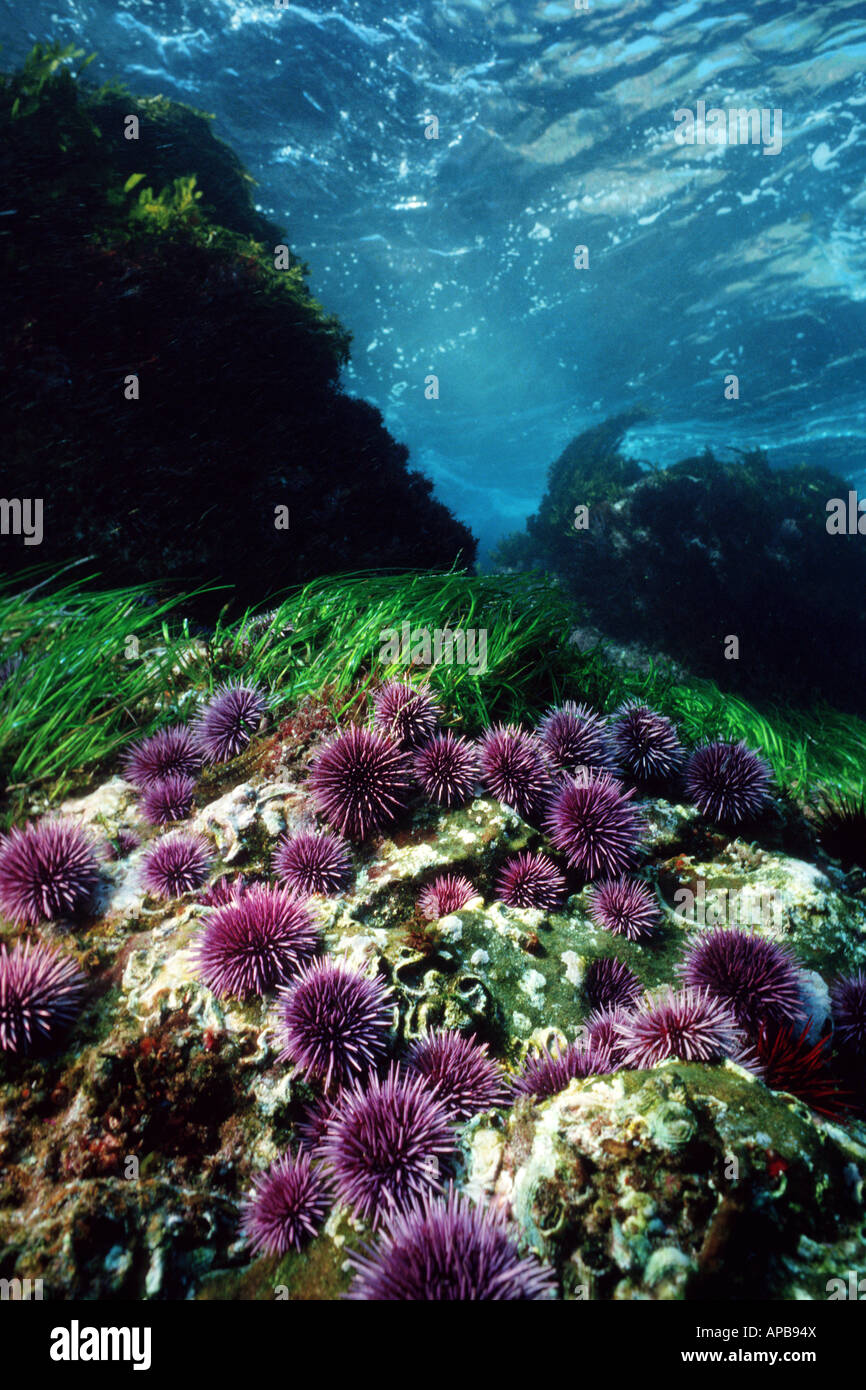 Purple sea urchin Strongylocentrotus purpuratus Stock Photo - Alamy