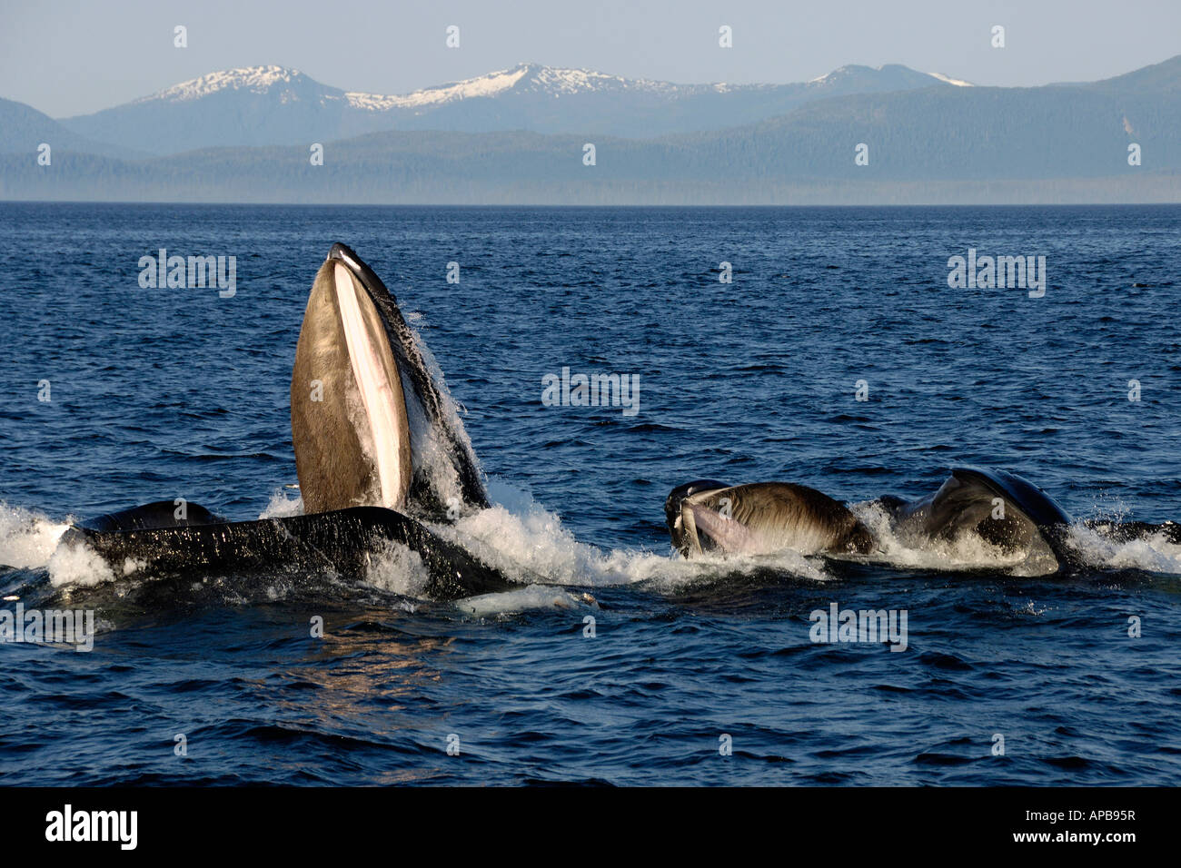 Humpback whale Megaptera novaeangliae, Clarence Strait, Alaska, Pacific ...