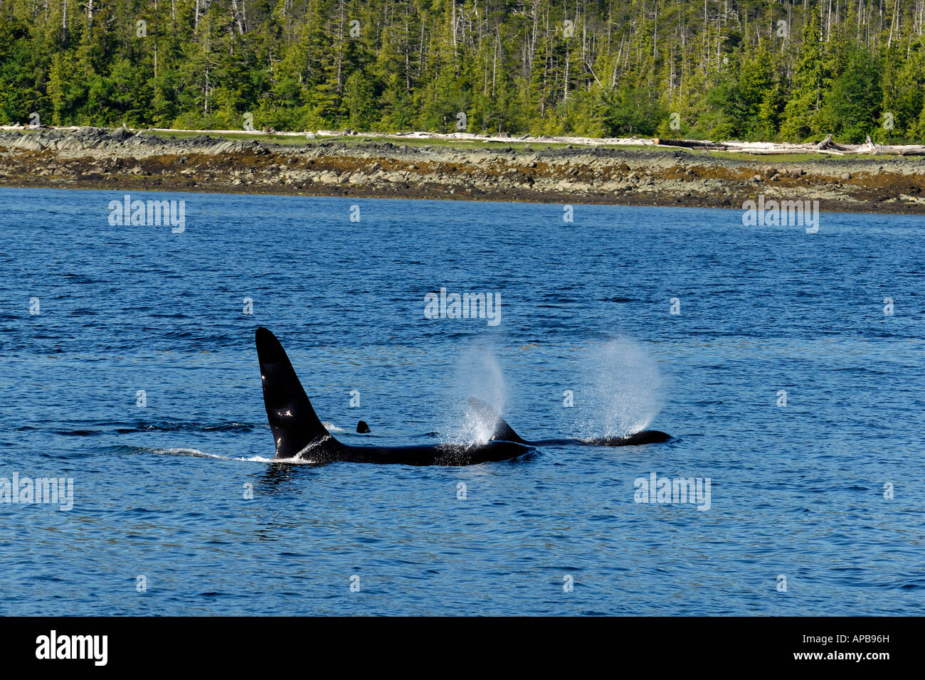 Orca whales Orcinus orca Stock Photo - Alamy