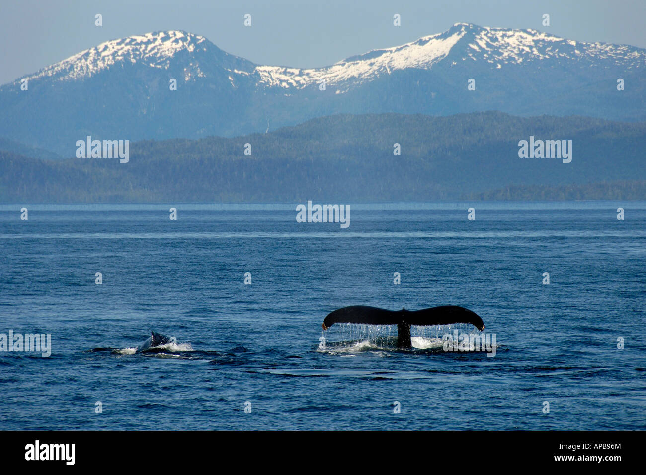 Humpback whale Megaptera novaeangliae, Clarence Strait, Alaska, Pacific ...