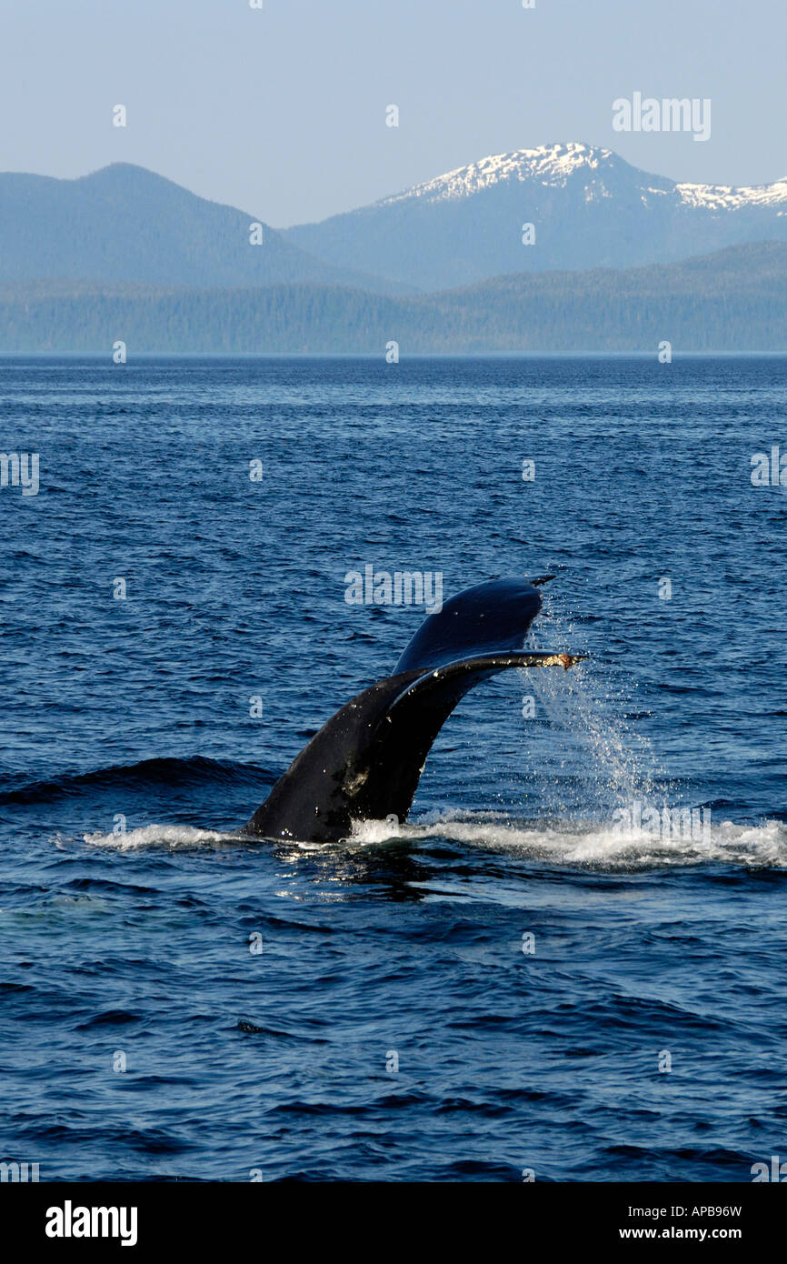 Humpback whale Megaptera novaeangliae, Clarence Strait, Alaska, Pacific ...