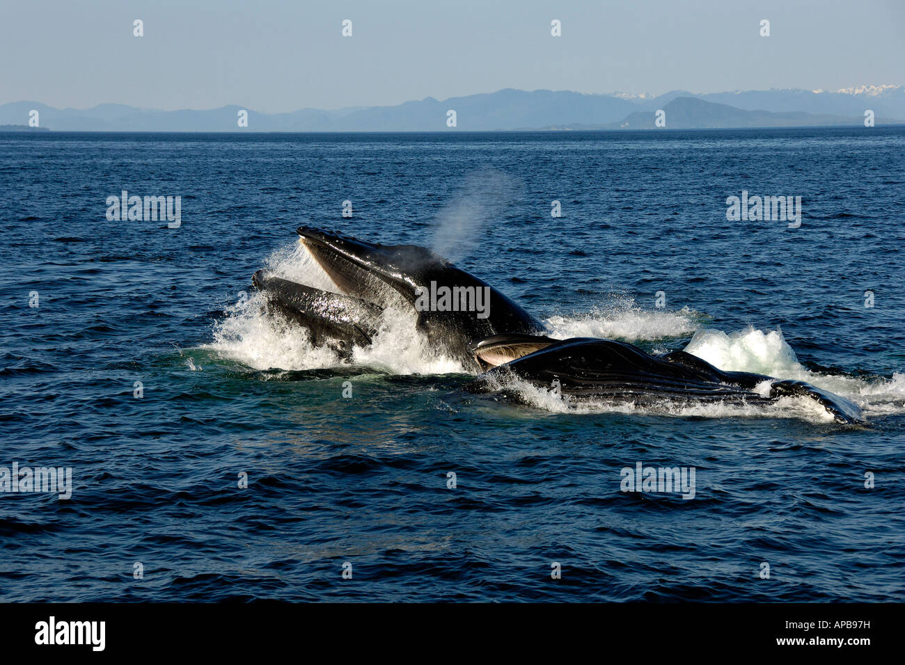 Humpback whale Megaptera novaeangliae, Clarence Strait, Alaska, Pacific ...