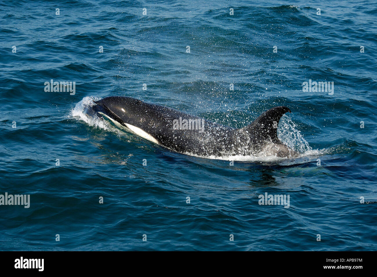 Orca Whale Orcinus orca Stock Photo - Alamy