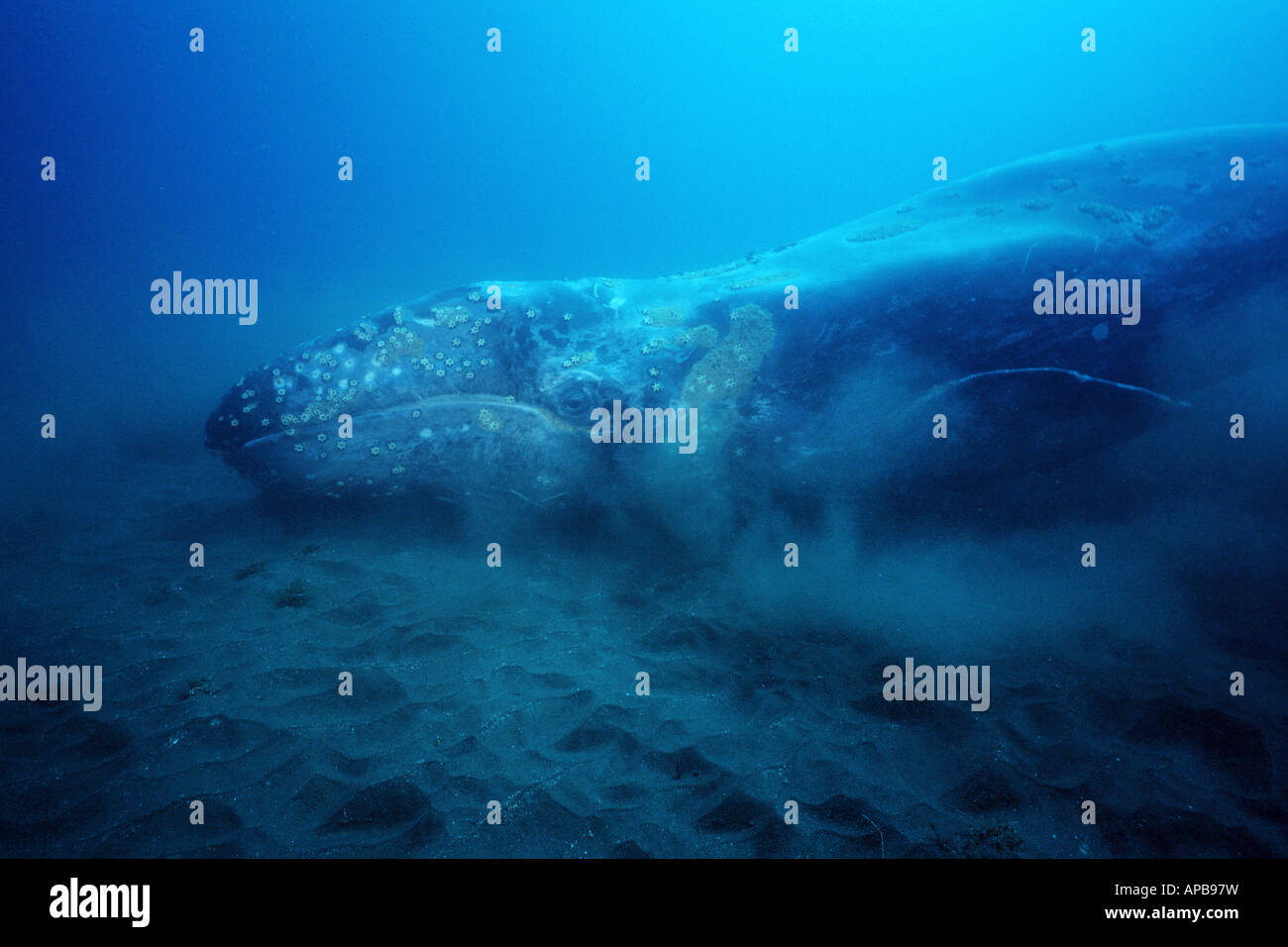 Whale bottom feeding hi-res stock photography and images - Alamy