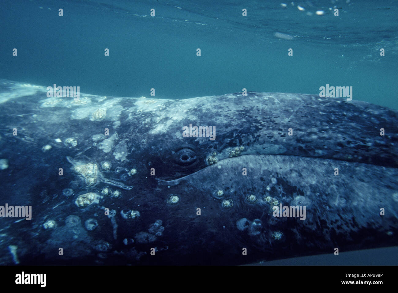 Gray whale Eschrichtius robustus Stock Photo - Alamy