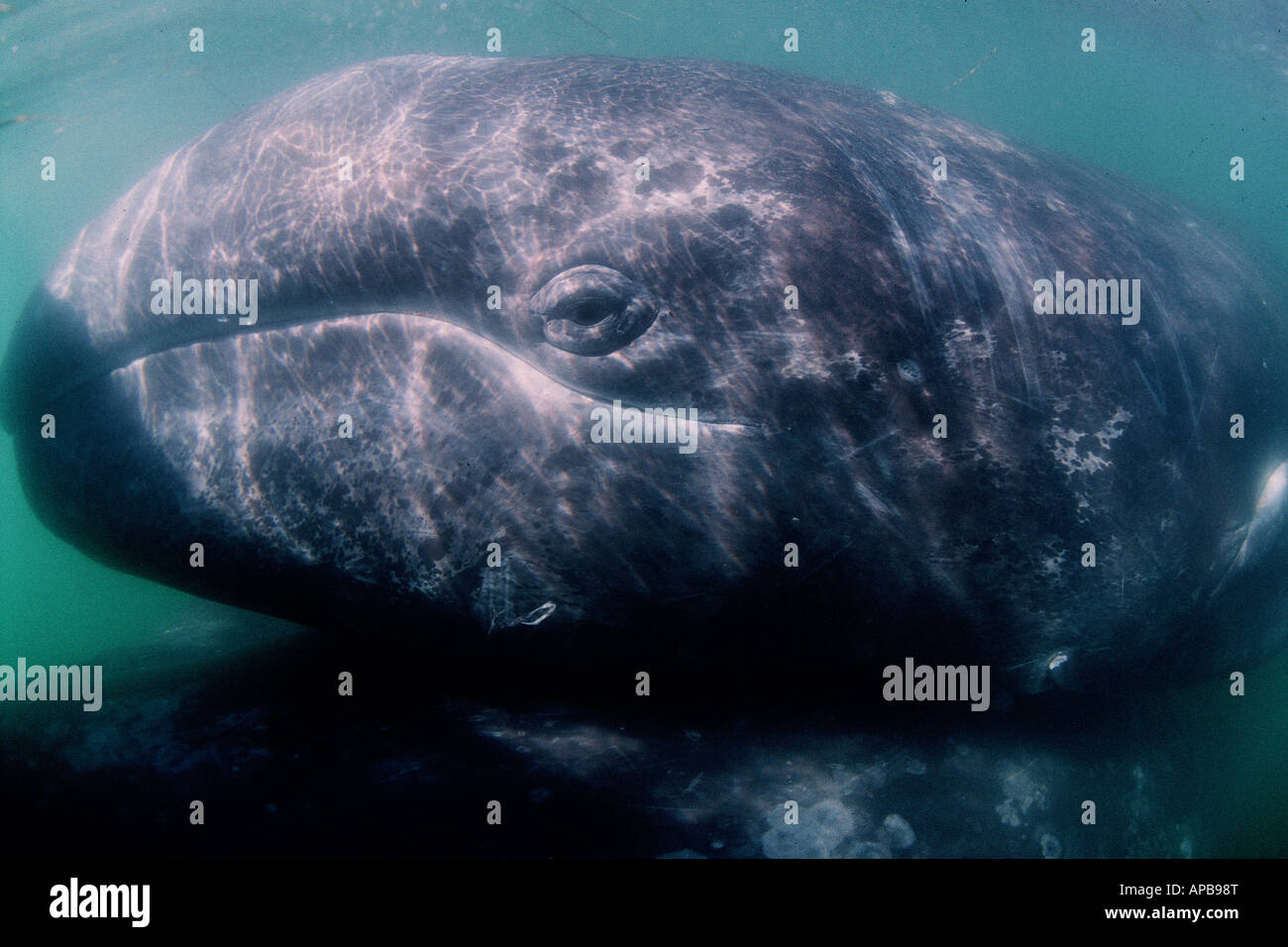 Gray whale Eschrichtius robustus Stock Photo - Alamy