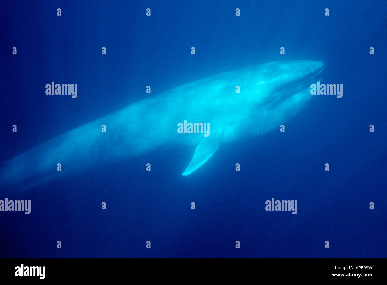 Blue whale Balenoptera musculus Stock Photo - Alamy