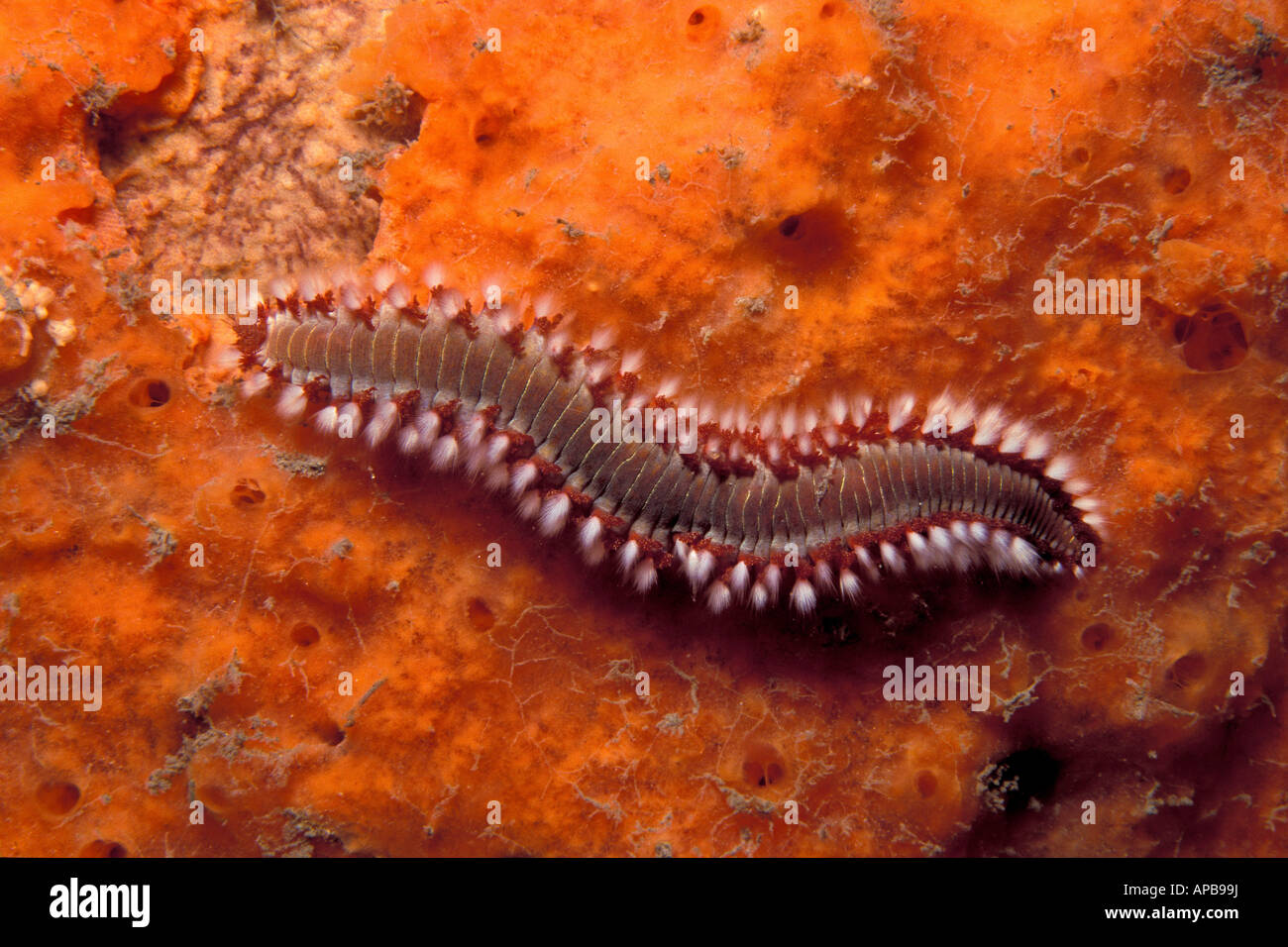 Bearded fireworm Hermodice carunculata Stock Photo - Alamy