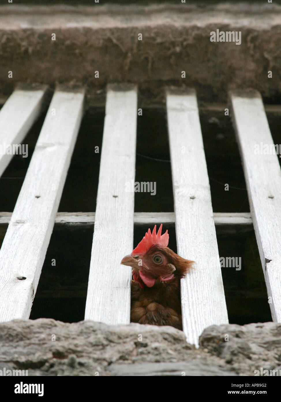 A chicken sticking his head out of a shed Stock Photo - Alamy