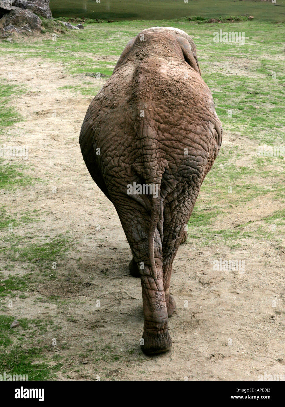 Back view of an elephant Stock Photo - Alamy