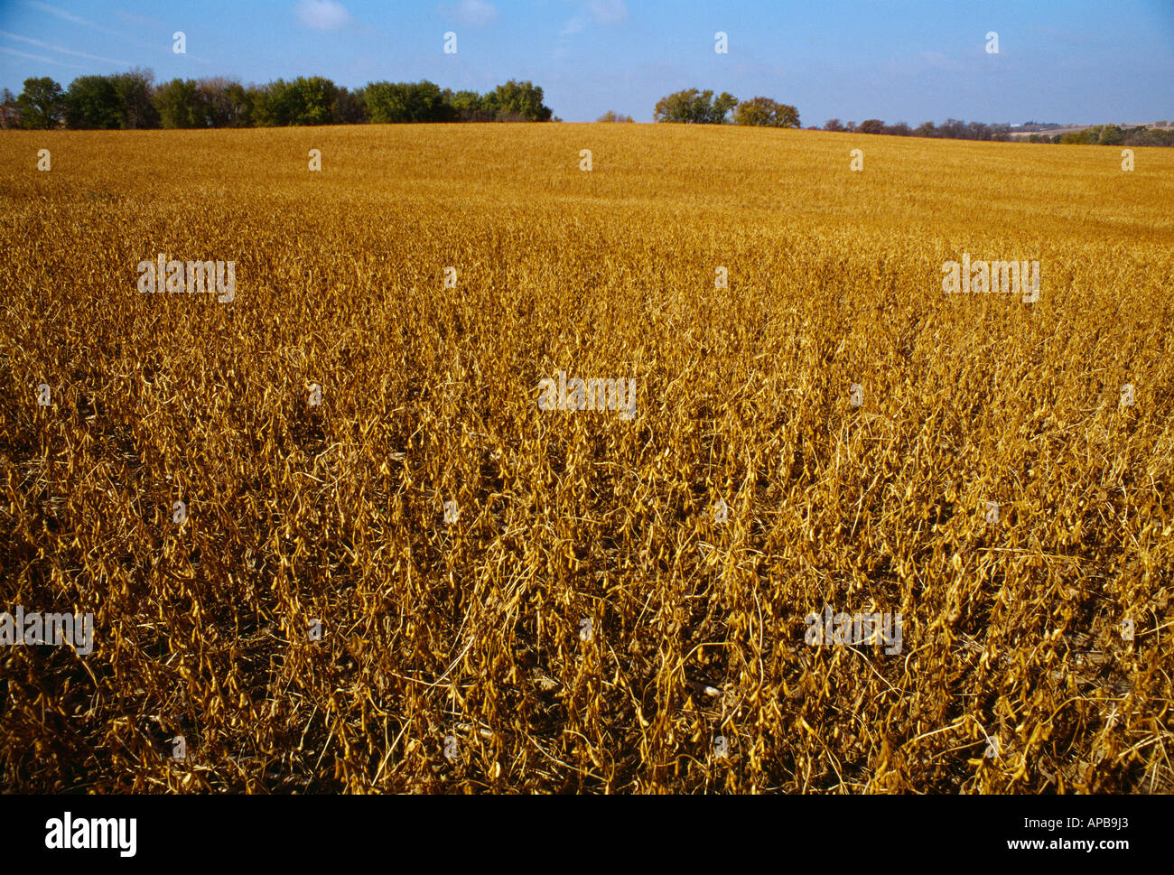 Iowa grown hi-res stock photography and images - Alamy